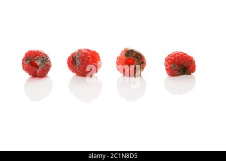 Rotten raspberries with mold isolated on white background. Uneatable ...