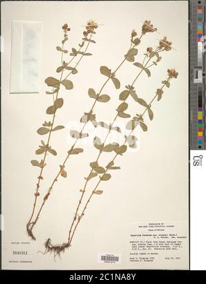 Hypericum formosum Kunth Hypericum formosum Kunth Stock Photo - Alamy