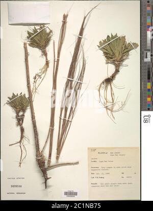 Lechea sp Lechea sp Stock Photo - Alamy