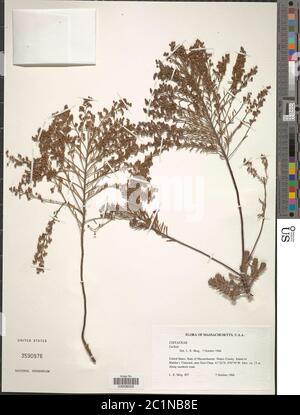 Lechea sp Lechea sp Stock Photo - Alamy