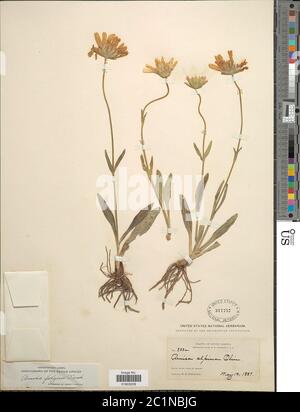 Arnica fulgens Pursh Arnica fulgens Pursh Stock Photo - Alamy