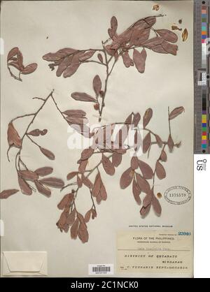 Maba buxifolia Maba buxifolia Stock Photo - Alamy