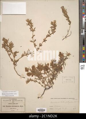 Menodora heterophylla Moric ex A DC Menodora heterophylla Moric ex A DC ...