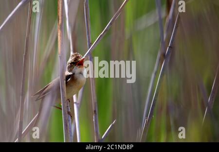 Reed warbler (Acrocephalus scirpaceus) at Federsee lake, Bad Buchau ...