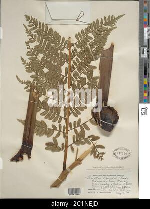 Marattia douglasii Marattia douglasii Stock Photo - Alamy