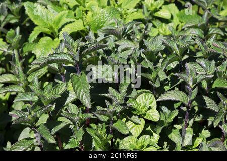 Different types of peppermint in an herb garden Stock Photo - Alamy