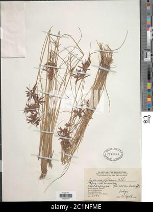 Cyperus globosus Forssk Cyperus globosus Forssk Stock Photo - Alamy