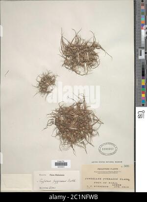 Cyperus pygmaeus Rottb Cyperus pygmaeus Rottb Stock Photo - Alamy