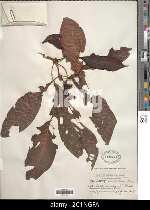 Psychotria viridiflora Psychotria viridiflora Stock Photo - Alamy