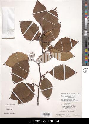 Fagus grandifolia Ehrh Fagus grandifolia Ehrh Stock Photo - Alamy