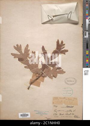 White Oak, Quercus alba, leaf in winter, blown down from the tree onto ...