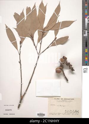 Lithocarpus sp Lithocarpus sp Stock Photo - Alamy