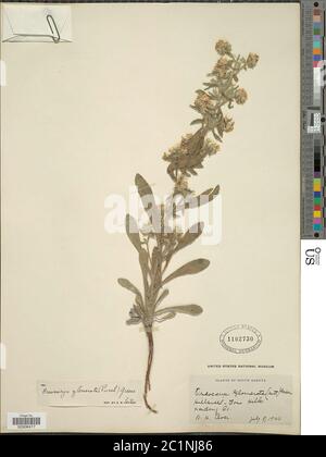 Oreocarya glomerata Pursh Greene Stock Photo - Alamy