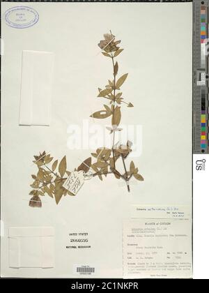 Osbeckia octandra DC Stock Photo - Alamy