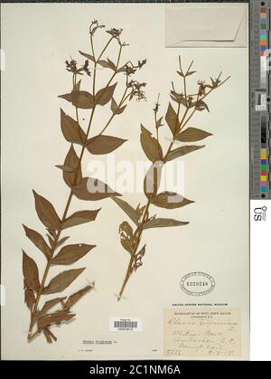 Rhexia virginica L Rhexia virginica L Stock Photo - Alamy