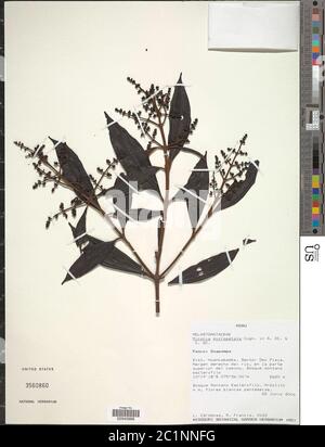 Miconia micropetala Cogn in A DC Stock Photo - Alamy