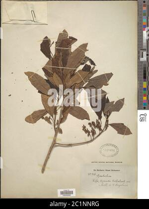 Combretum sp Combretum sp Stock Photo - Alamy