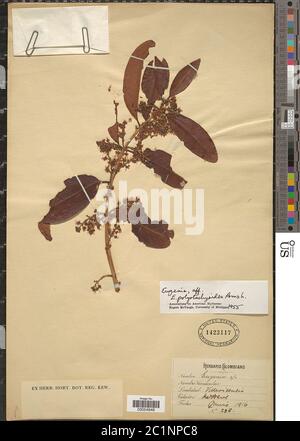 Eugenia polystachyoides Amshoff Eugenia polystachyoides Amshoff Stock ...