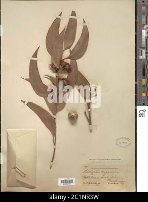 Eucalyptus megacarpa Eucalyptus megacarpa Stock Photo - Alamy