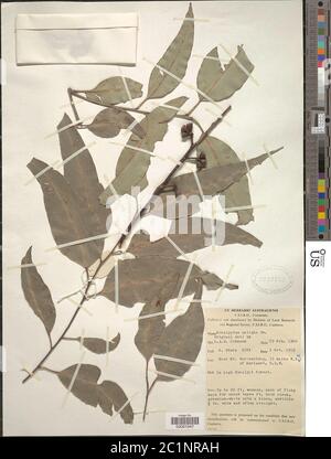 Eucalyptus saligna Sm Stock Photo - Alamy