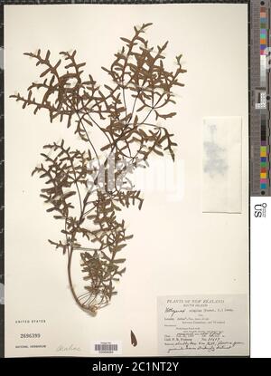 Nothopanax simplex Nothopanax simplex Stock Photo - Alamy