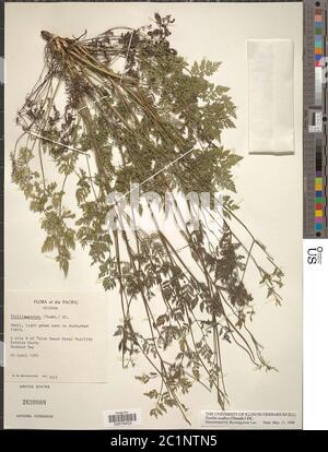 Torilis scabra Thunb DC Torilis scabra Thunb DC Stock Photo - Alamy