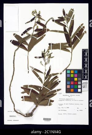 Helicteres angustifolia L Stock Photo - Alamy