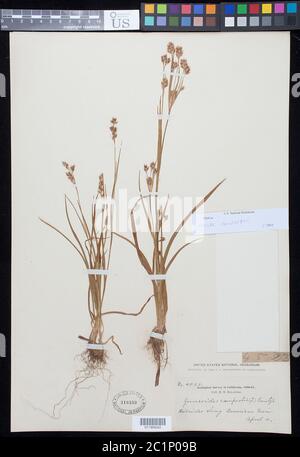 Luzula campestris L DC Luzula campestris L DC Stock Photo - Alamy