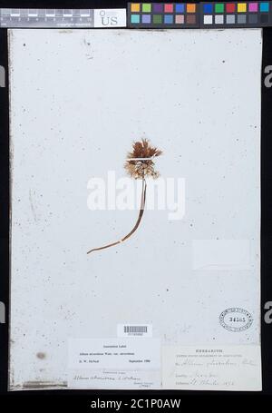 Allium atrorubens S Watson in C King Stock Photo - Alamy