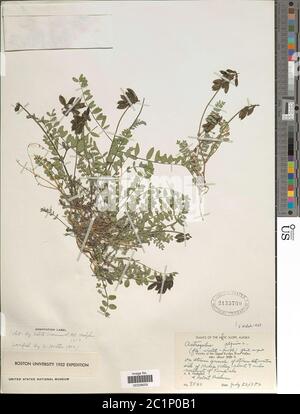Alpine milk-vetch (Astragalus alpinus), blooming, Scandinavia Stock ...