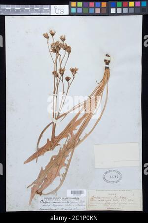 Crepis runcinata Torr A Gray Stock Photo - Alamy