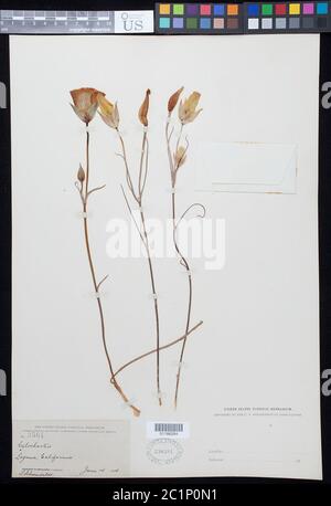 Calochortus sp Calochortus sp Stock Photo - Alamy
