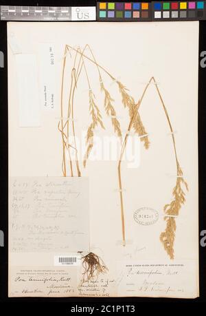Poa secunda J Presl Poa secunda J Presl Stock Photo - Alamy
