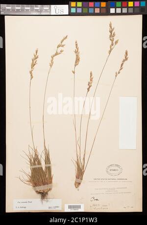 Poa secunda J Presl Poa secunda J Presl Stock Photo - Alamy