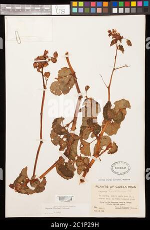 Begonia fischeri Schrank Begonia fischeri Schrank Stock Photo - Alamy