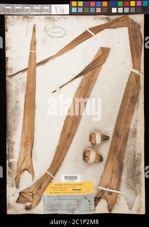 Aerial prop roots of pandanus tree also known as pandan or screw pine ...