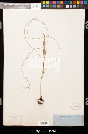 Moraea sp Moraea sp Stock Photo - Alamy