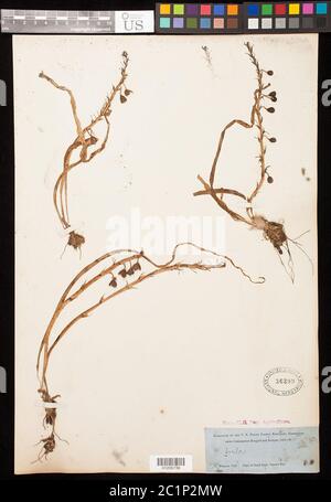 Smilax sp Smilax sp Stock Photo - Alamy