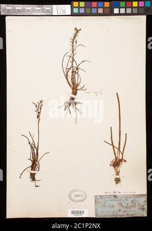 Smilax sp Smilax sp Stock Photo - Alamy