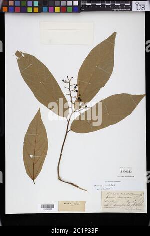 Microcos paniculata L Microcos paniculata L Stock Photo - Alamy
