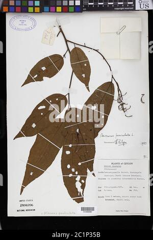 Microcos paniculata L Microcos paniculata L Stock Photo - Alamy