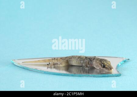 Small Gecko Lizard and Mirror Stock Photo - Alamy