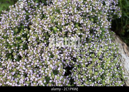 Winter savory, dried (Satureja montana), mountain savory Stock Photo ...
