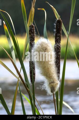 Inflorescence of a bulrush (Typha sp Stock Photo - Alamy