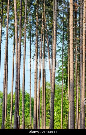 Landscape, spruce forest, common spruce, Picea abies Stock Photo - Alamy