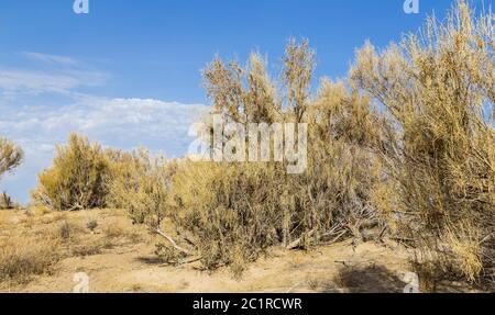 Haloxylon - Saxaul trees and bushes in a kazakh desert Stock Photo - Alamy