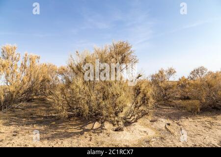 Haloxylon - Saxaul trees and bushes in a kazakh desert Stock Photo - Alamy