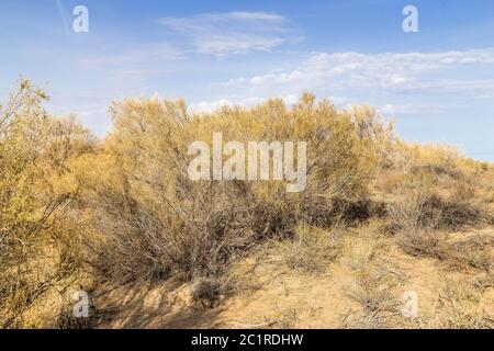 Haloxylon - Saxaul trees and bushes in a kazakh desert Stock Photo - Alamy