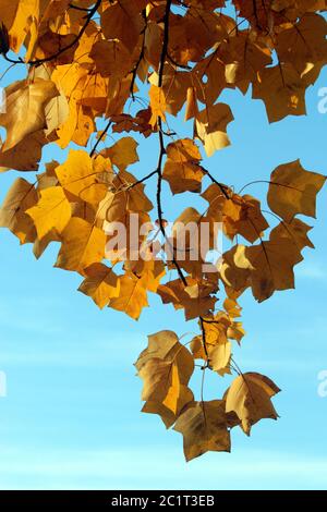 tulip tree, American tulip tree, tulipwood, tuliptree, tulip poplar ...