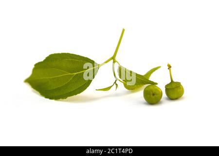 Colubrina asiatica leaves and berries isolated on white background ...